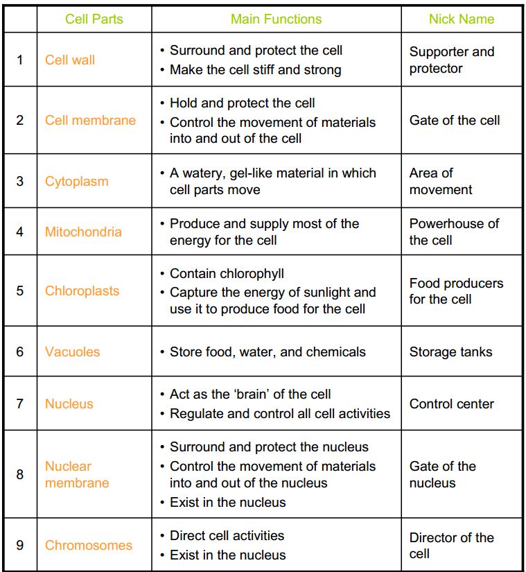 Printables Parts Of The Cell Worksheet Tempojs Thousands Of Printable